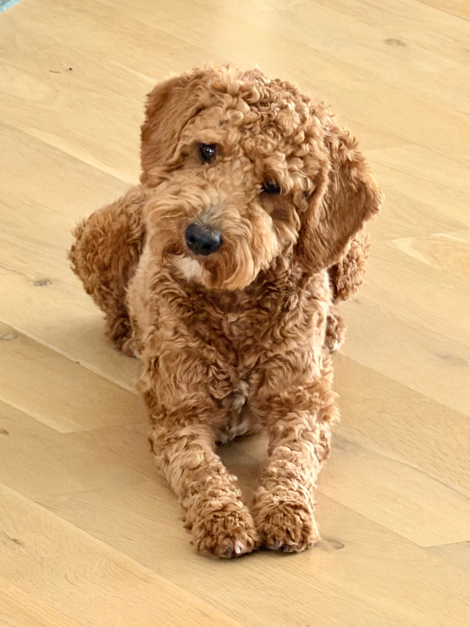 Miniature LABRADOODLE PUPPIES FOR SALE MINNESOTA - adorable miniature ...
